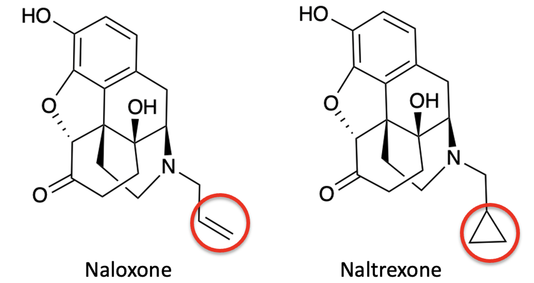 Naloxone and Naltrexone: Virtually Identical But Very Different | American Council on Science ...